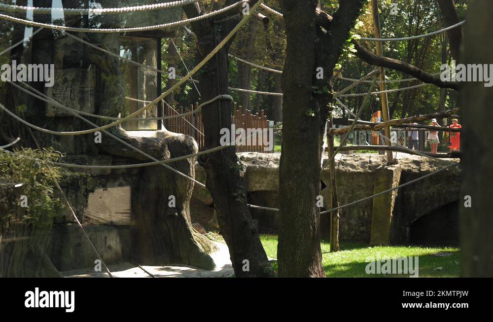 Monkeys Siamang Climb Ropes and Trees in Large Aviary Cage. Children ...