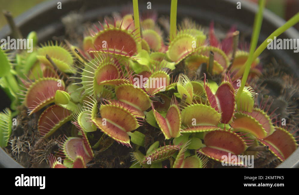 Venus flytrap pot Stock Videos & Footage - HD and 4K Video Clips - Alamy