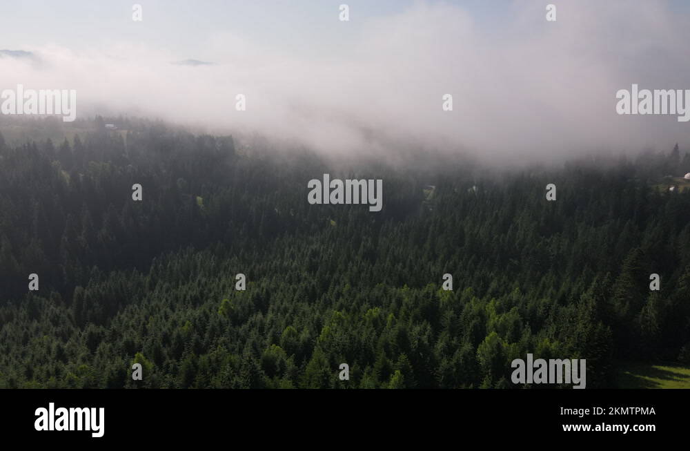 Evergreens trees Stock Videos & Footage - HD and 4K Video Clips - Alamy