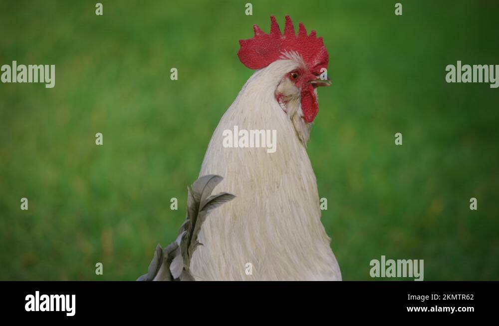 Cockerel white rooster Stock Videos & Footage - HD and 4K Video Clips ...