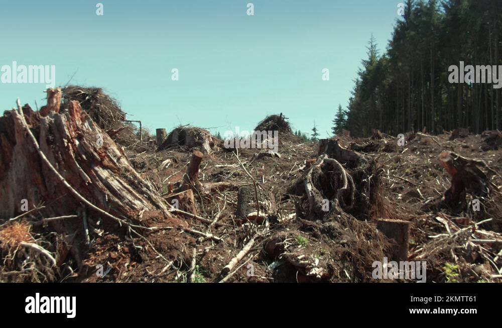 Usa deforestation Stock Videos & Footage - HD and 4K Video Clips - Alamy