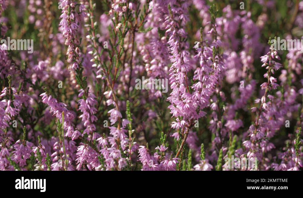 Heather purple Stock Videos & Footage - HD and 4K Video Clips - Alamy