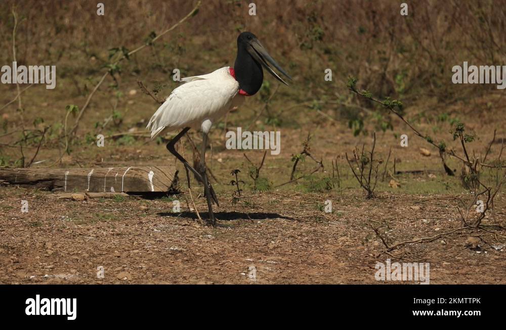 Large bird bill Stock Videos & Footage - HD and 4K Video Clips - Alamy
