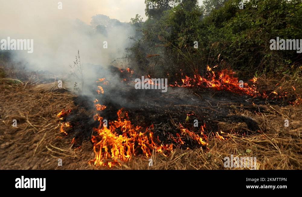 Wildfires scar the landscape of the Brazilian Pantanal - deforestation ...