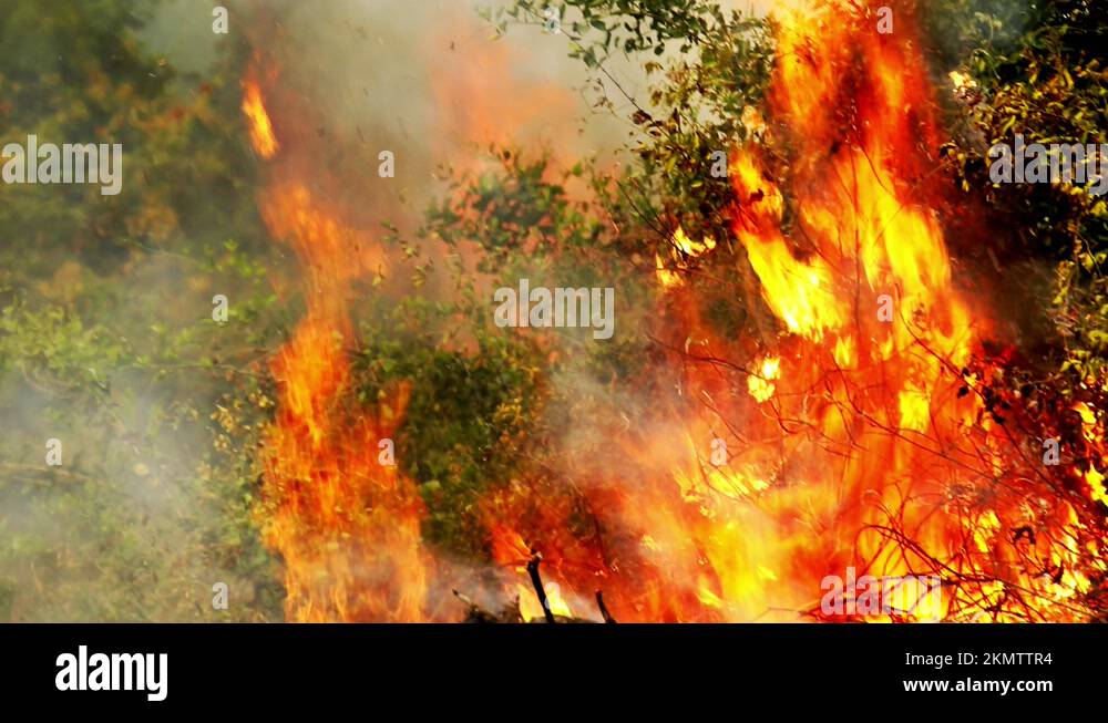 An inferno scorches the landscape and burns trees in the Brazilian ...