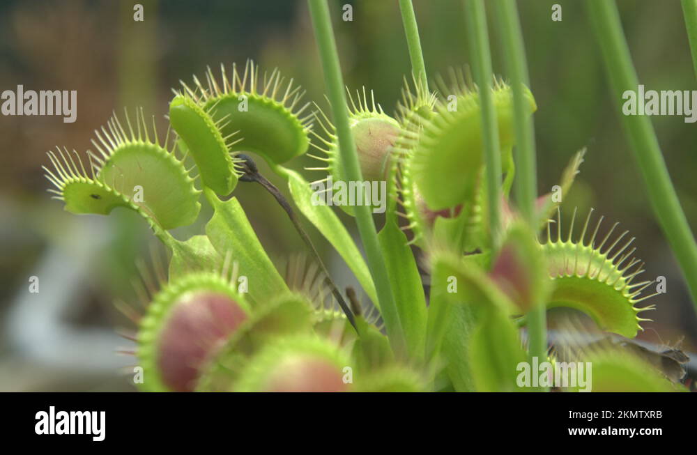 CLOSE UP: Carnivorous Dionaea flower stretches opens up its traps to ...