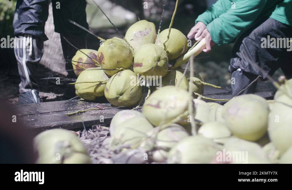 Coconut transport Stock Videos & Footage - HD and 4K Video Clips - Alamy