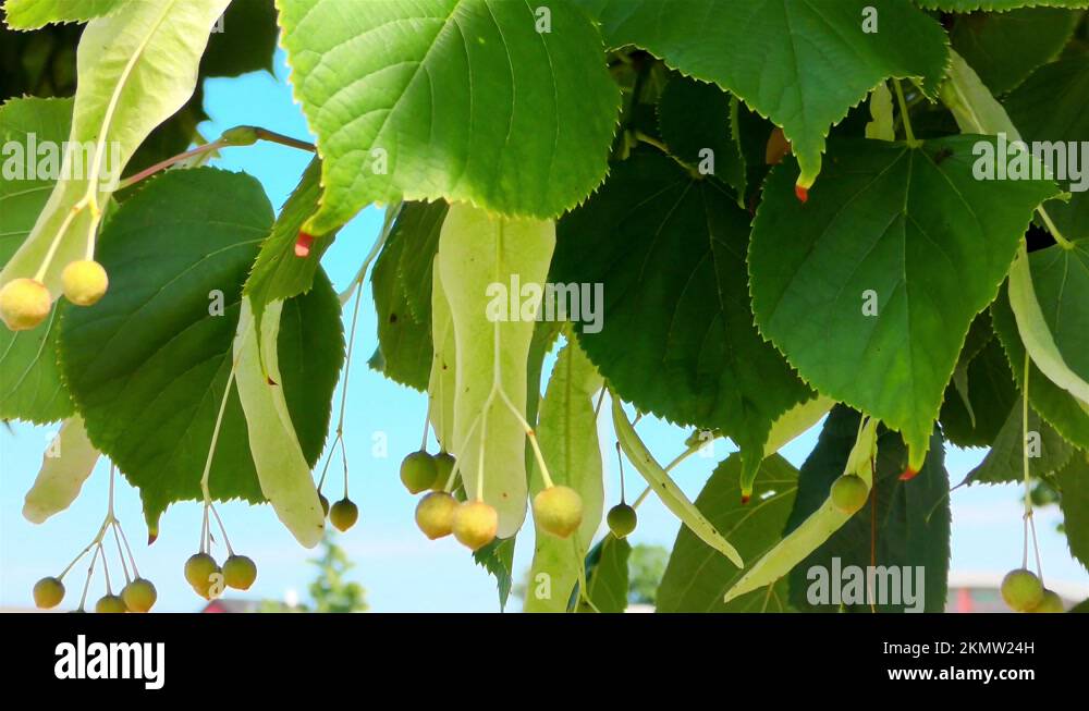 Branch of lime tree Stock Videos & Footage - HD and 4K Video Clips - Alamy
