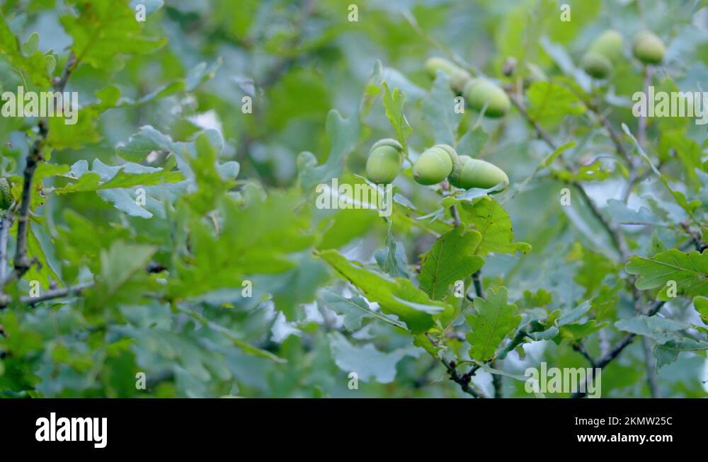 Oak tree oak forest Stock Videos & Footage - HD and 4K Video Clips - Alamy