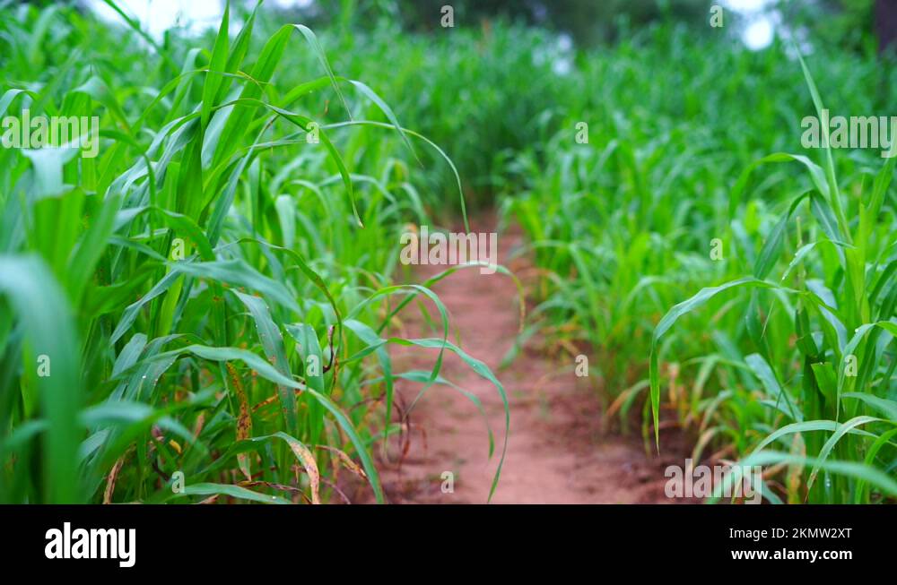 Millet sorghum Stock Videos & Footage - HD and 4K Video Clips - Alamy