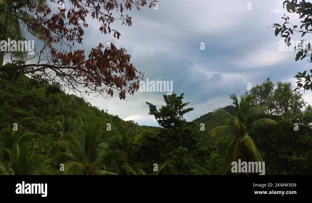 Jungle route Stock Videos & Footage - HD and 4K Video Clips - Alamy