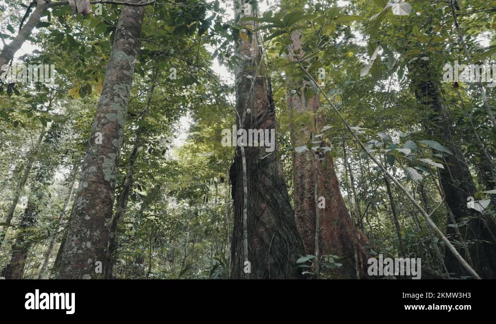 Giant rainforest trees Stock Videos & Footage - HD and 4K Video Clips ...