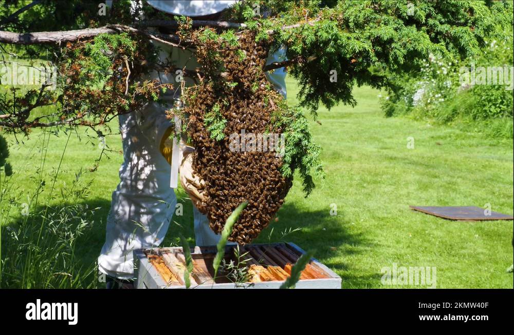 Beekeeper gathers bees that is swarming in the garden. A new queen is ...