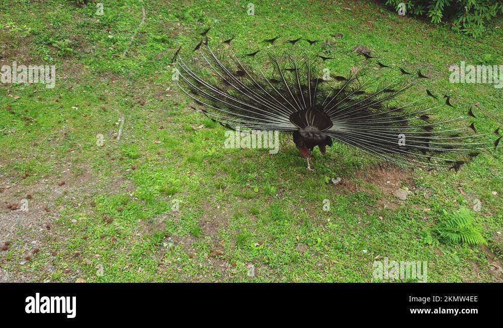 Fanning tail Stock Videos & Footage - HD and 4K Video Clips - Alamy