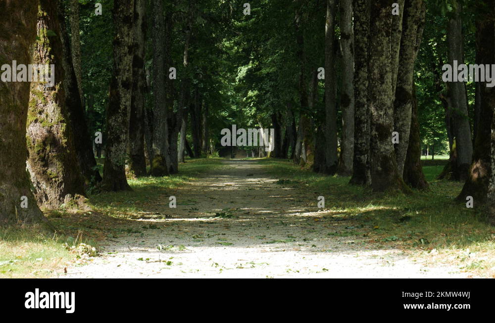 Endless forest walk Stock Videos & Footage - HD and 4K Video Clips - Alamy