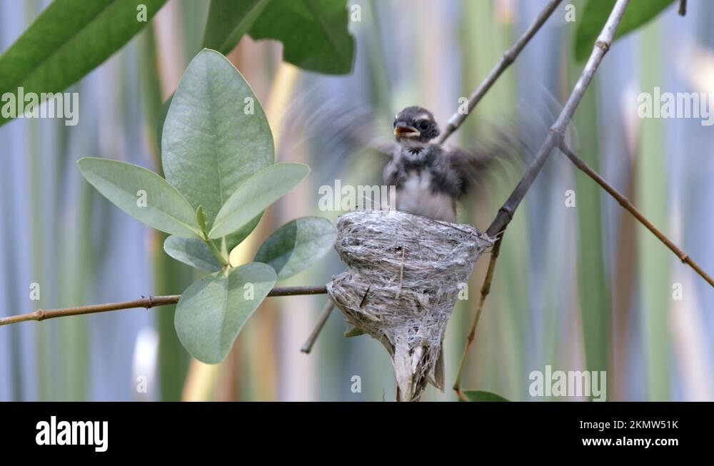 Bird fledging Stock Videos & Footage - HD and 4K Video Clips - Alamy