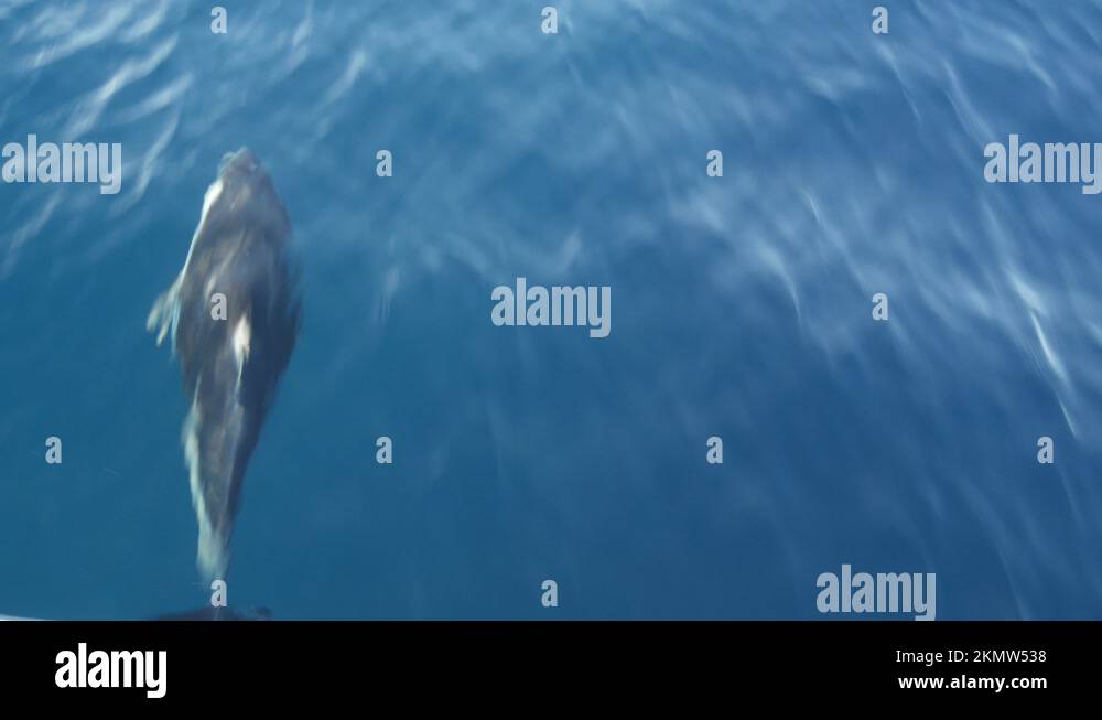 Pod of dolphins in freedom, pacific ocean blue water. School of wild ...