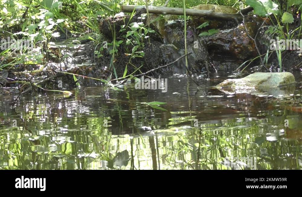 Freshwater swamp ecosystem Stock Videos & Footage - HD and 4K Video ...