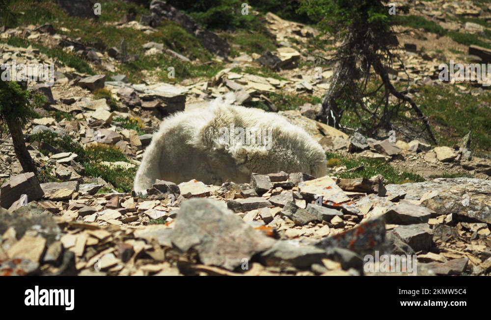 Grazing Mountain Goat on rocky terrain, windy conditions Stock Video ...