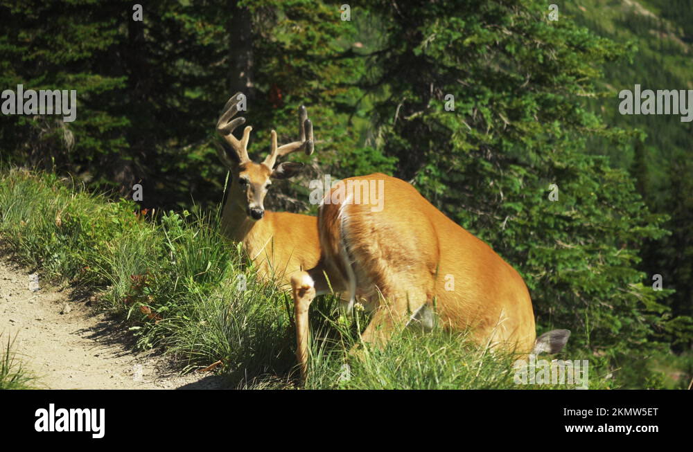 Male whitetail Stock Videos & Footage - HD and 4K Video Clips - Alamy