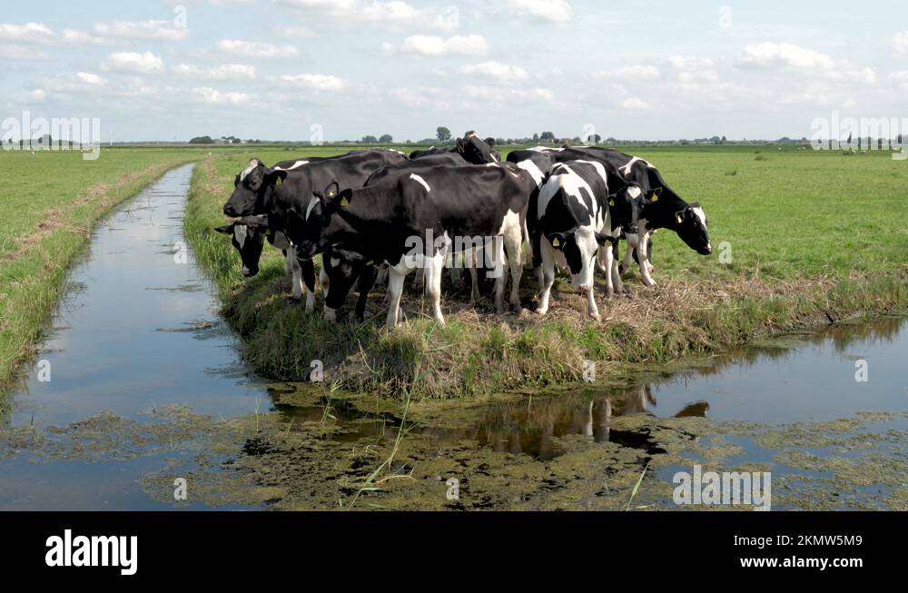 Huddled cows in the meadow in a corner of two ditches Stock Video ...