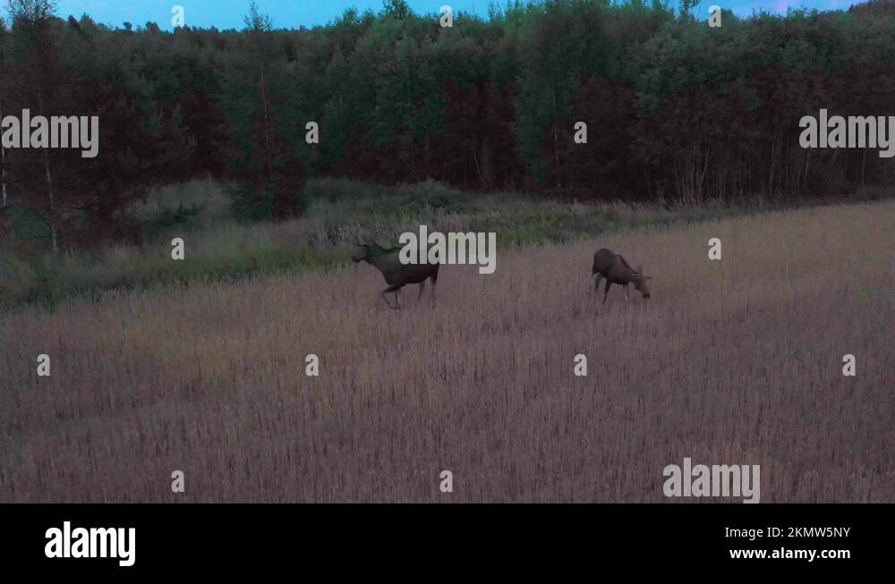 Moose field Stock Videos & Footage - HD and 4K Video Clips - Alamy