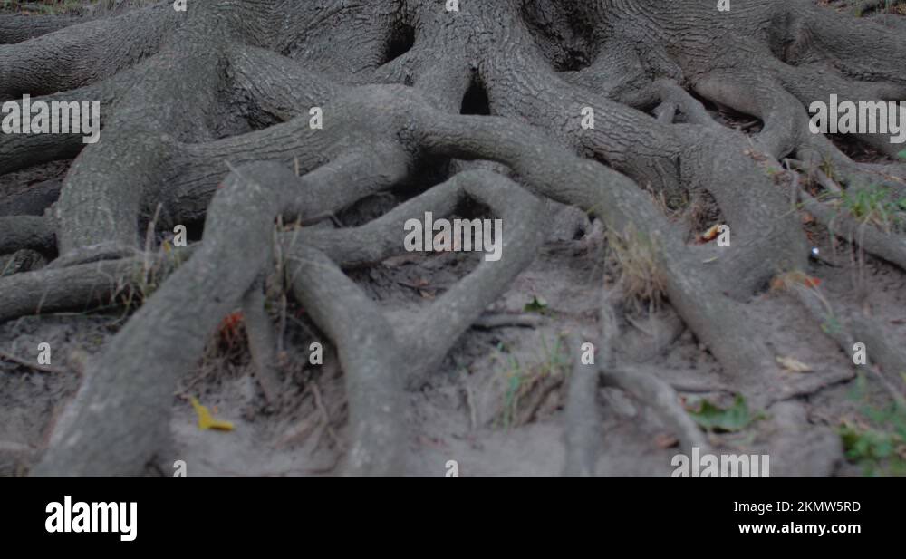 Large ancient tree Stock Videos & Footage - HD and 4K Video Clips - Alamy