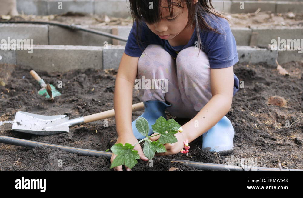 Cute little girl in boots planting a seedling in the backyard.Child ...