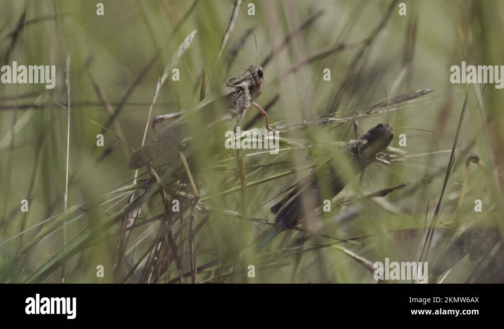 Migration movements Stock Videos & Footage - HD and 4K Video Clips - Alamy