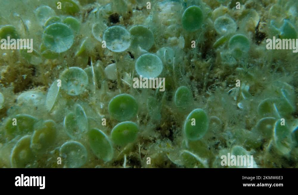 Closep-up on colony of unicellular green algae Mermaid's wine-glass or ...