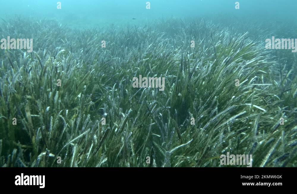 Dense thickets of marine grass Zostera on blue water background. Camera ...