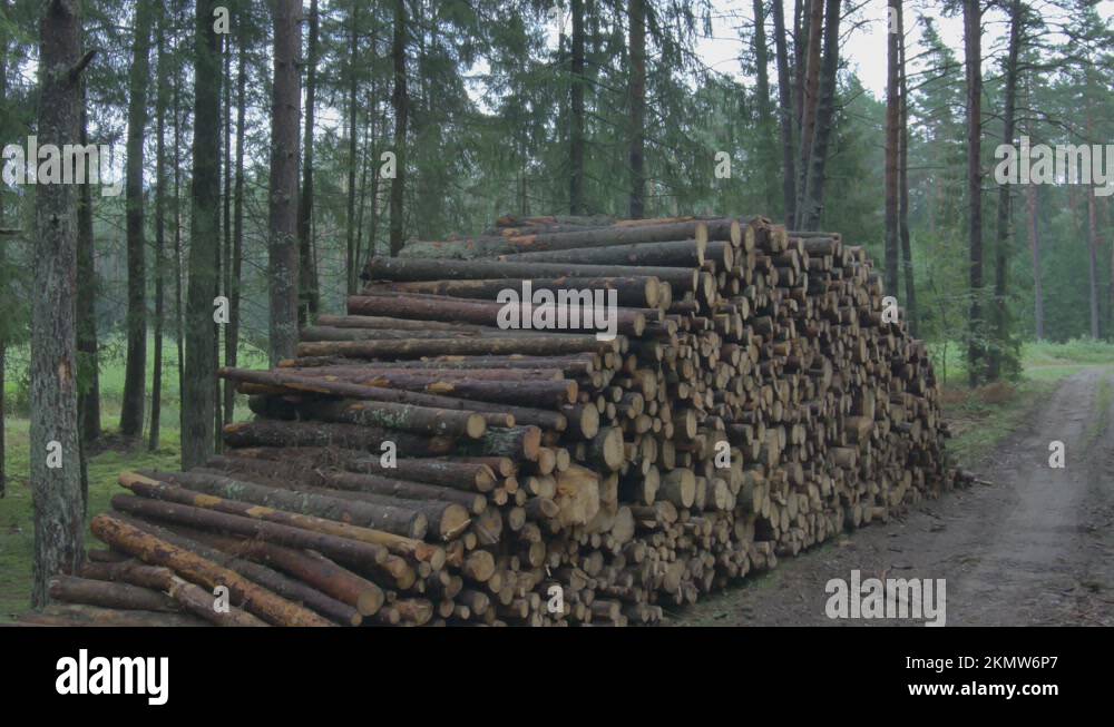 Trees cut down stacked Stock Videos & Footage - HD and 4K Video Clips ...