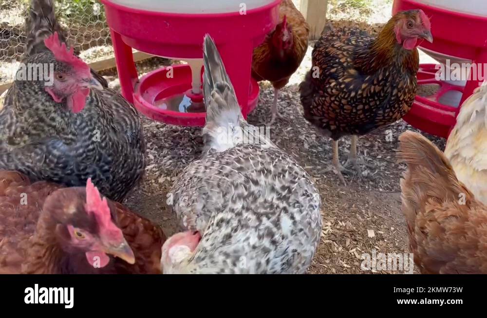 Free range chicken happy chickens Stock Videos & Footage - HD and 4K ...