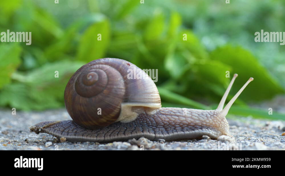 Limacon Stock Videos & Footage - HD and 4K Video Clips - Alamy