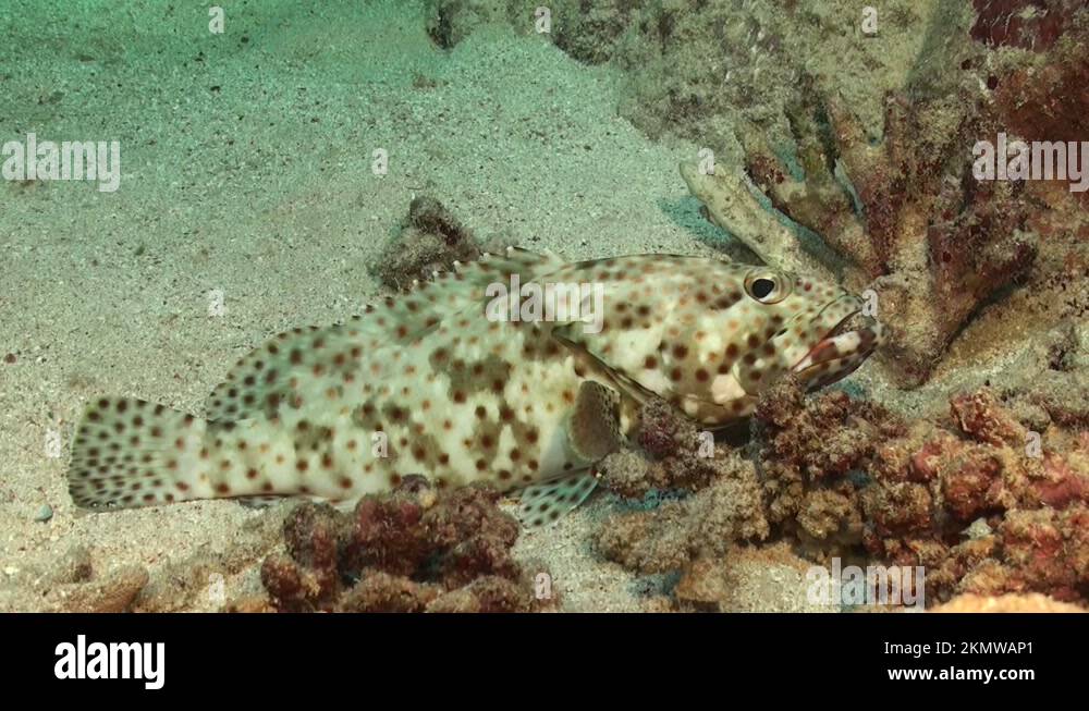 White and brown spotted coral grouper on reef in the Red Sea Stock ...