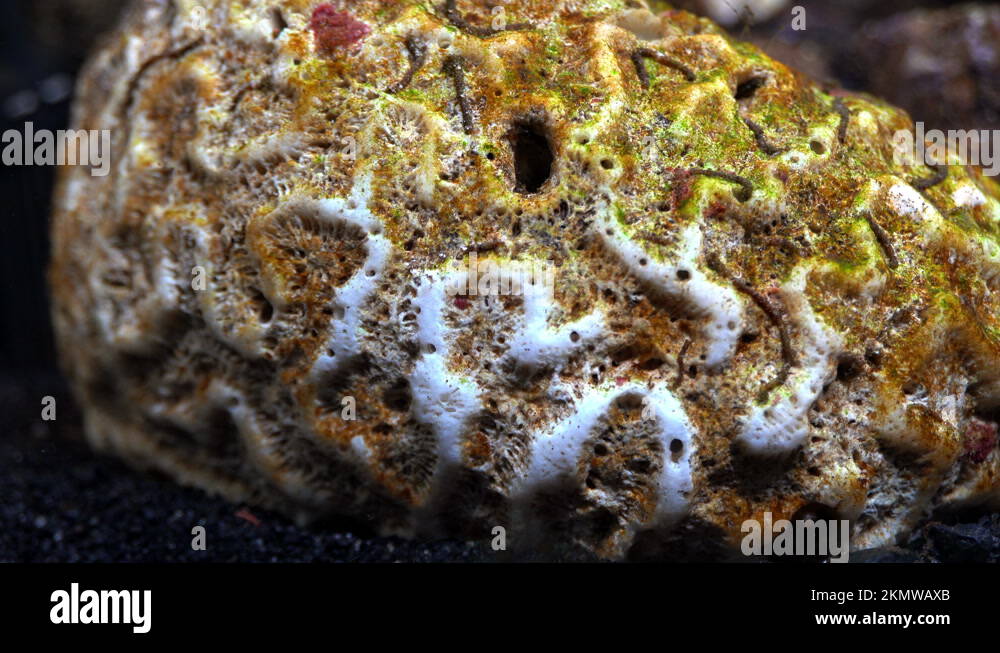 Aquatic worms Stock Videos & Footage - HD and 4K Video Clips - Alamy