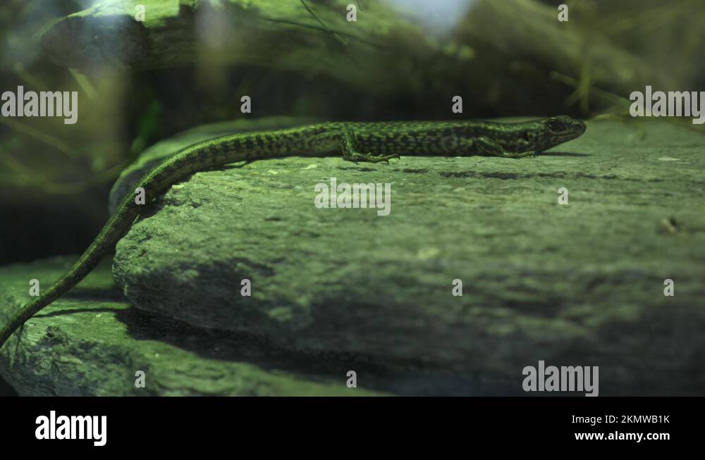 Lizard scene Stock Videos & Footage - HD and 4K Video Clips - Alamy