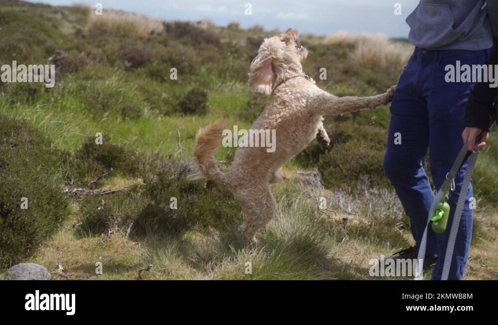 Dog catching stick Stock Videos & Footage - HD and 4K Video Clips - Alamy