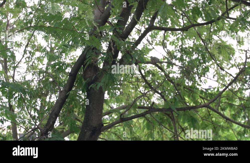 Jungle tamarind Stock Videos & Footage - HD and 4K Video Clips - Alamy