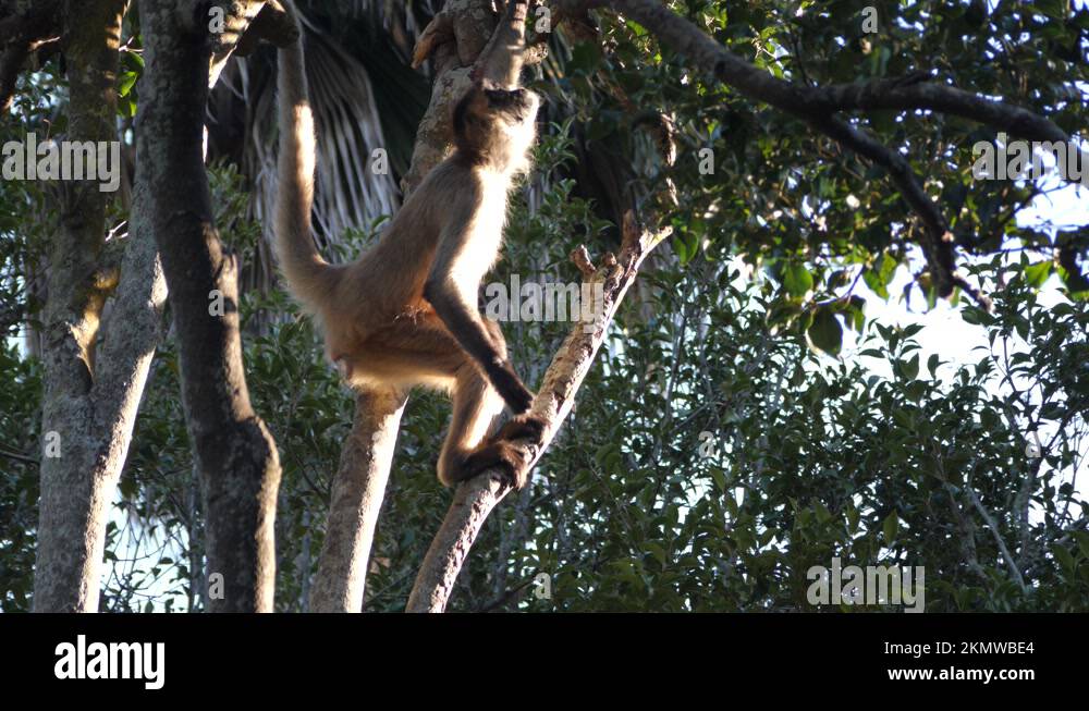 Monkey scene Stock Videos & Footage - HD and 4K Video Clips - Alamy