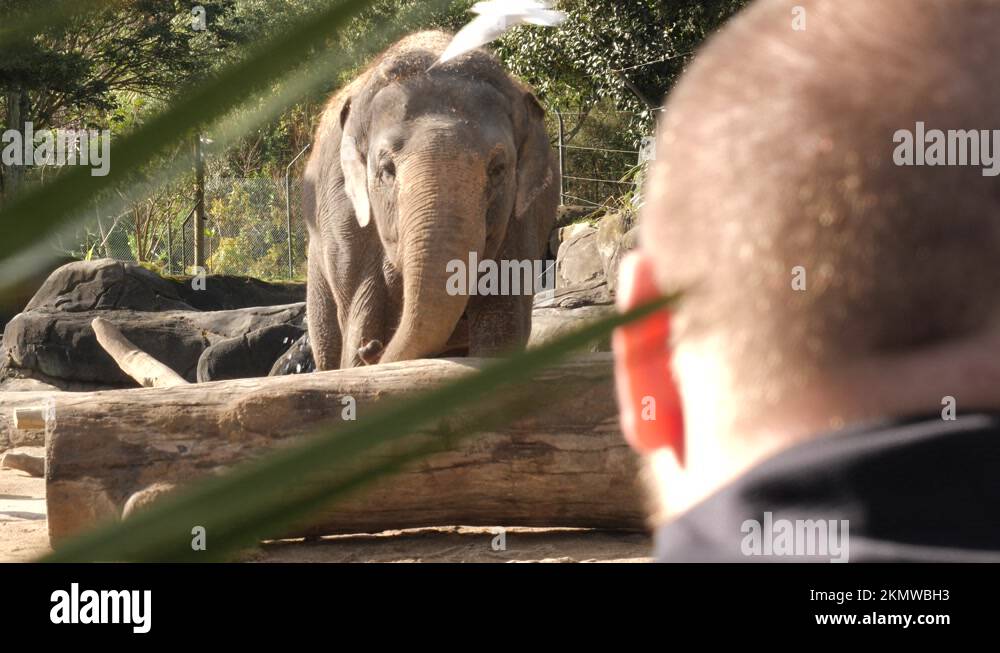 Elephant trunk tree Stock Videos & Footage - HD and 4K Video Clips - Alamy