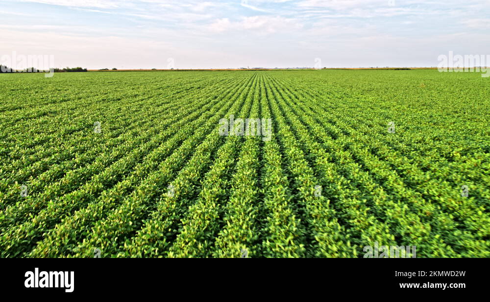 Soybean crops Stock Videos & Footage - HD and 4K Video Clips - Alamy