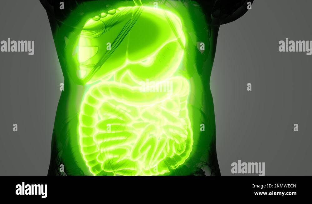 detailed human digestive system anatomy Stock Video Footage - Alamy