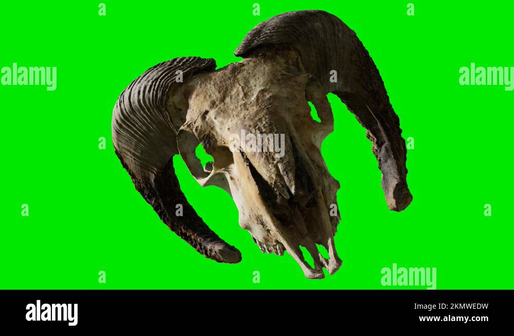 ram skull at green chromakey background Stock Video Footage - Alamy