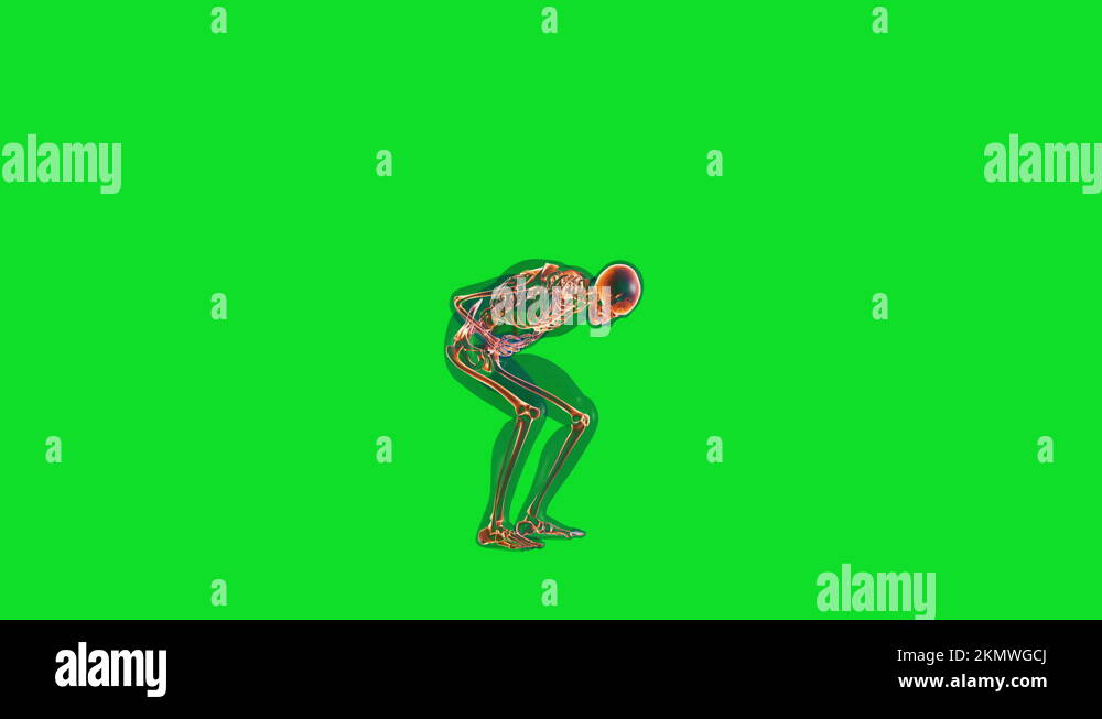 Human x-ray body and skeleton, stomack pain loop, Green Screen Stock ...