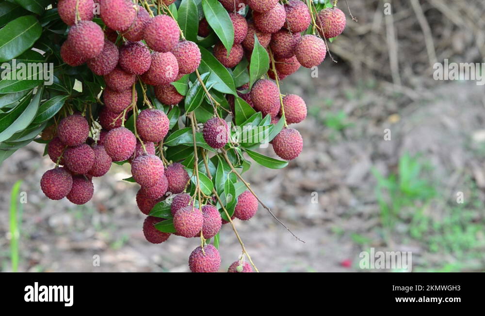 Lychee skin Stock Videos & Footage - HD and 4K Video Clips - Alamy