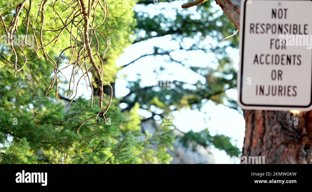 Swaying Tree Leaves With Road Signs On Forest Trunk In Summertime Stock ...