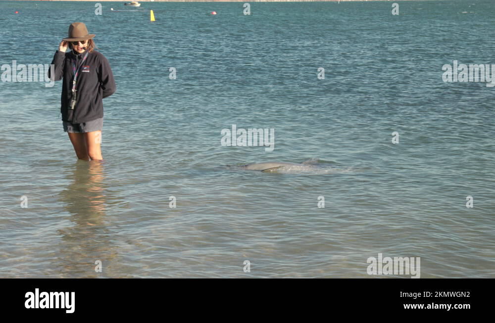 wildlife ranger talks about bottlenose dolphins during feeding at ...
