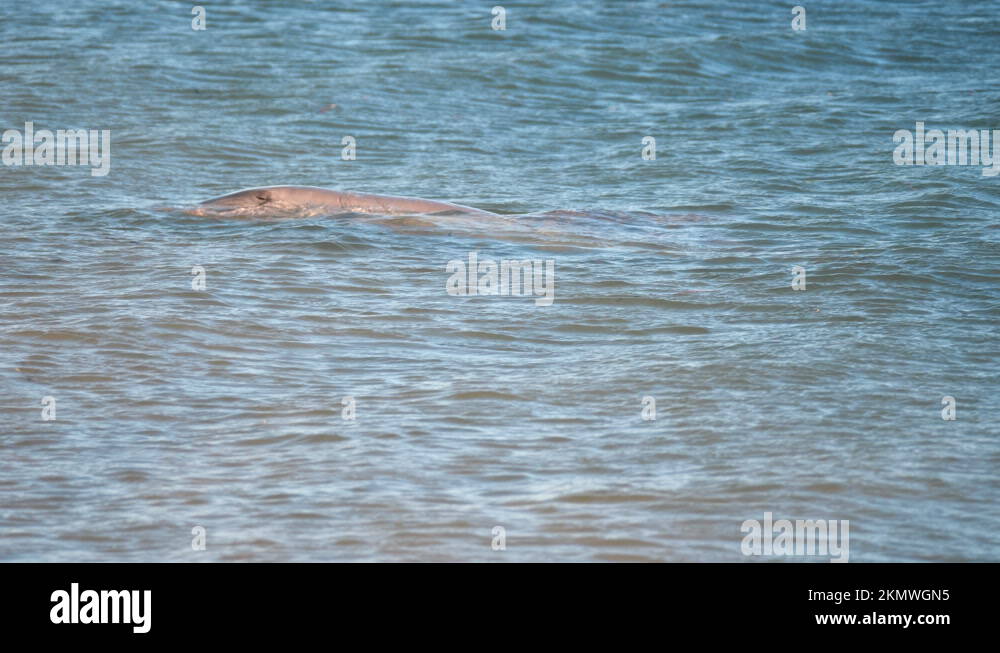 high frame rate clip of a bottlenose dolphin laying on its side at ...
