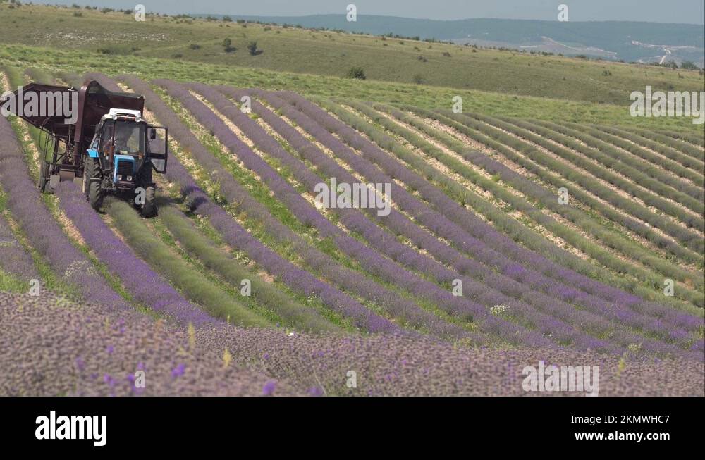 Lavender Harvest. Lavender Industry. Cultivation and Farming using Technique Stock Video Footage ...